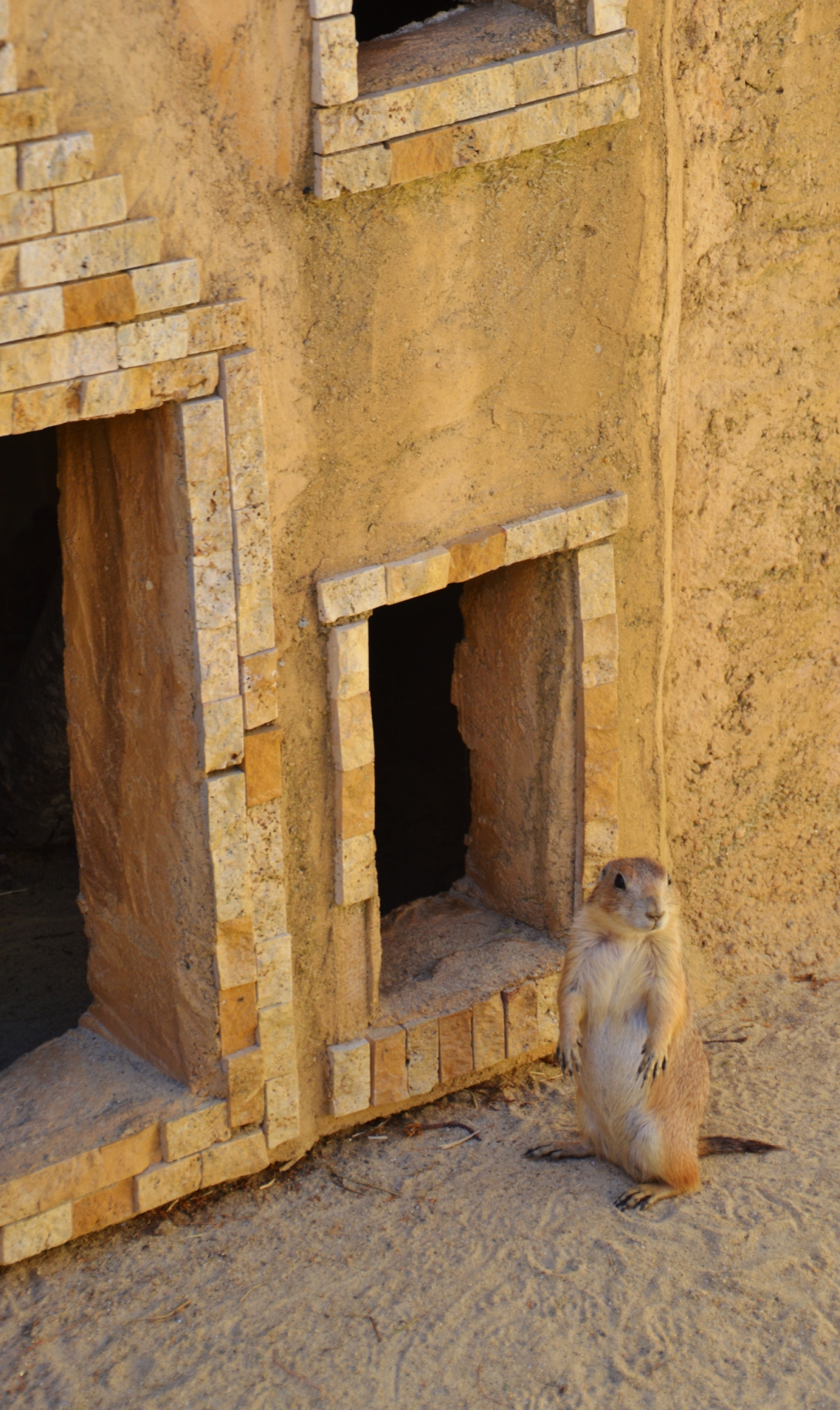 Prairie Dog Manor | Shutterbug